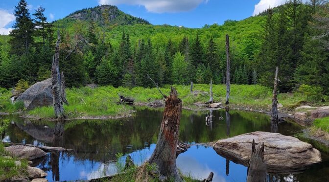Discovering the Diverse Fungi of Adirondack's Remote Wilderness Areas ...